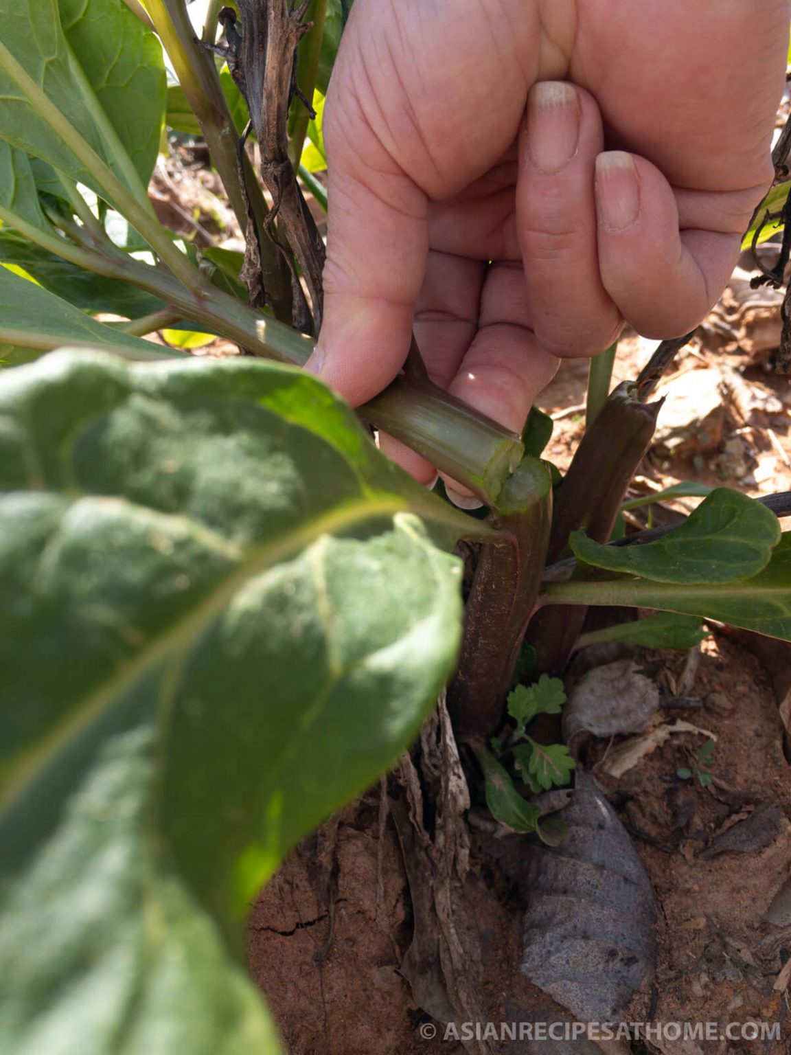 How to Harvest and Prepare Pokeweed or Poke Salad (Sallet) – Asian ...